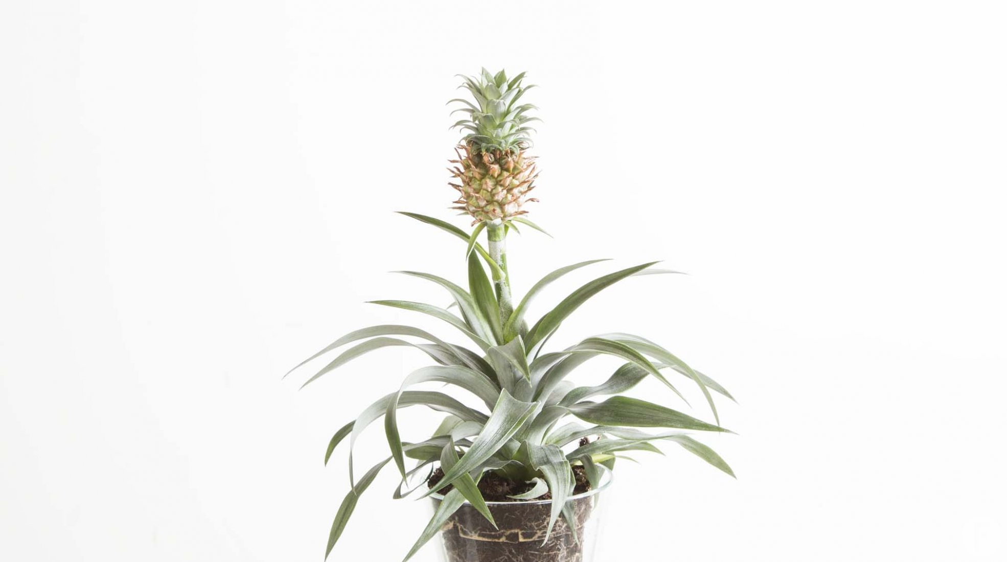 Ananas | Flower Factor