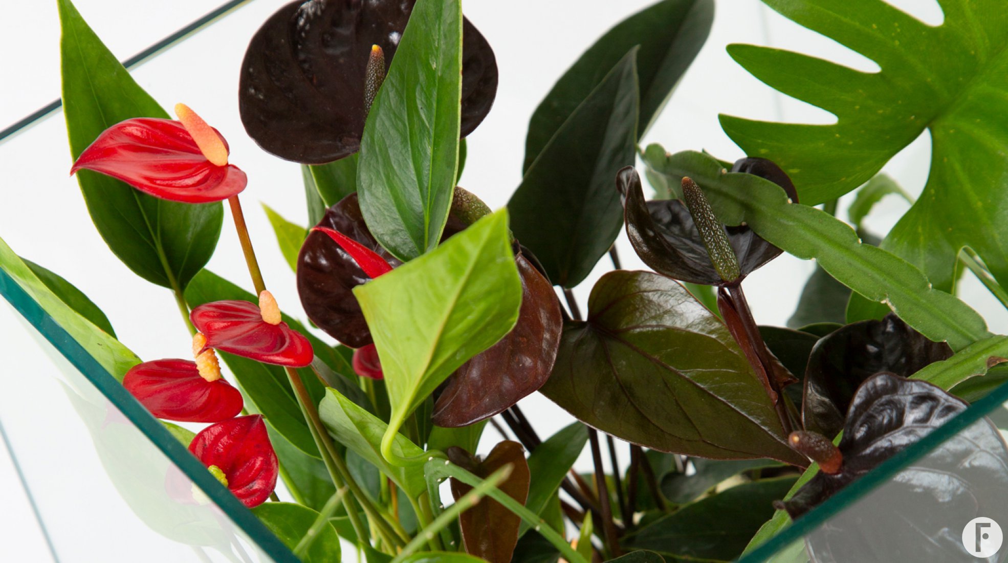 Anthurium terrarium | Flower Factor