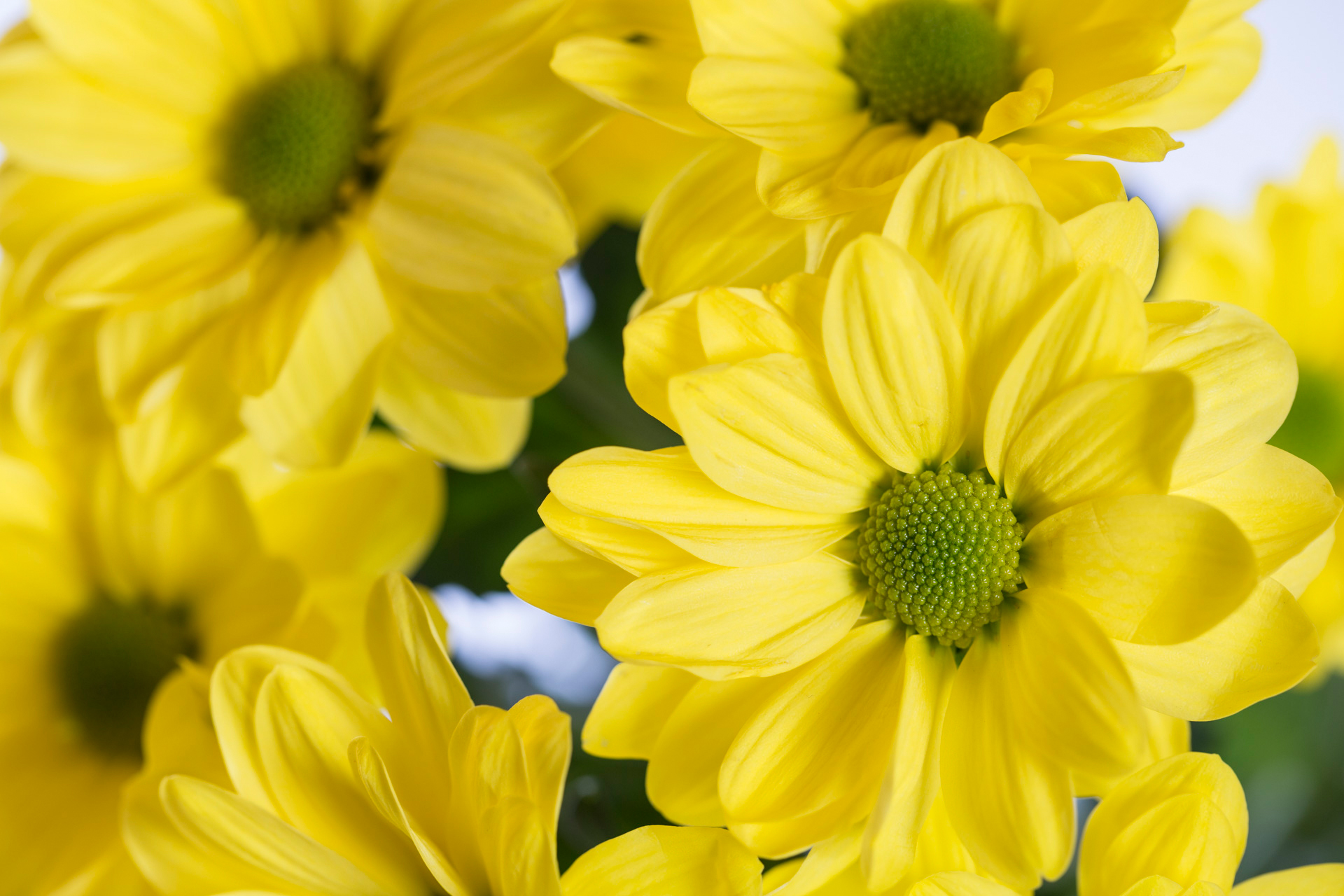 Chrysant | Flower Factor