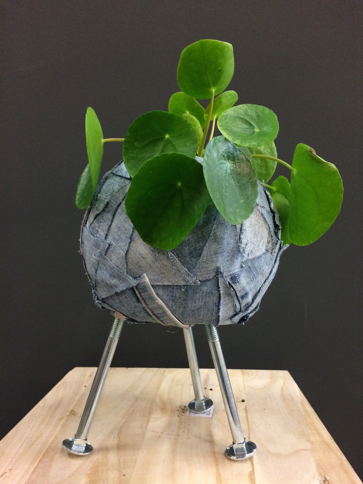 Denim Drift plant design - Fun | Flower Factor