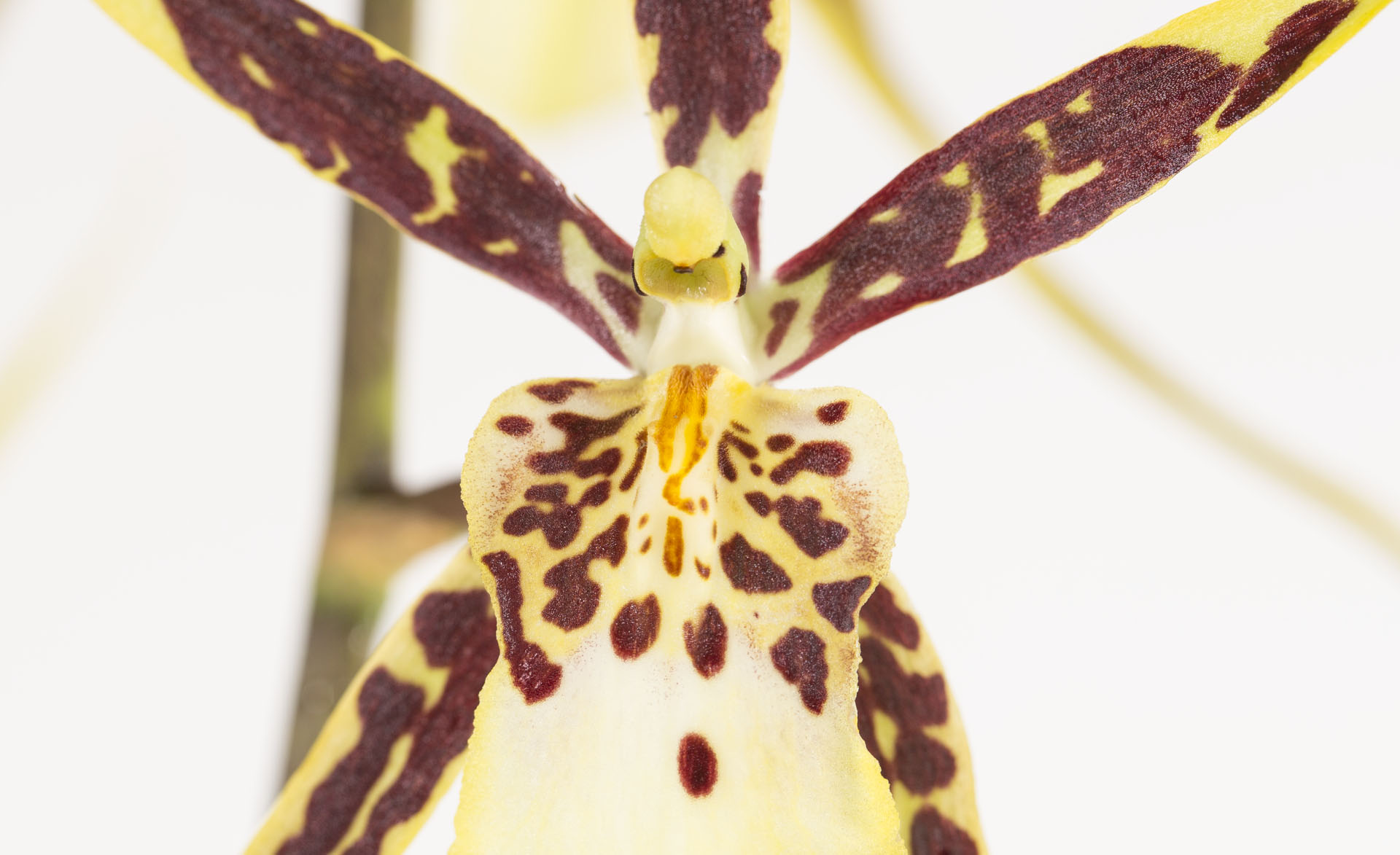 Brassia | Flower Factor