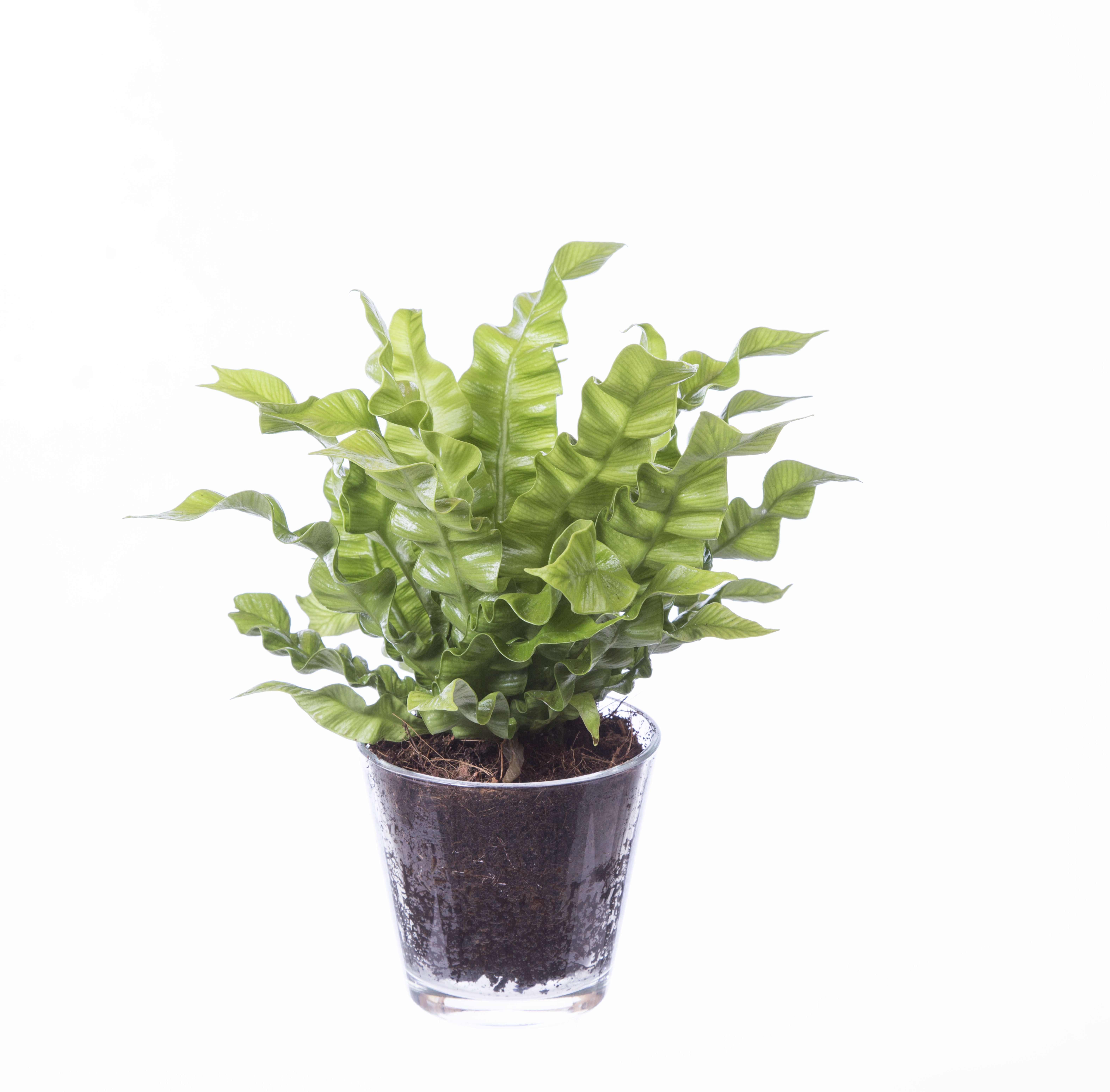 Asplenium | Flower Factor